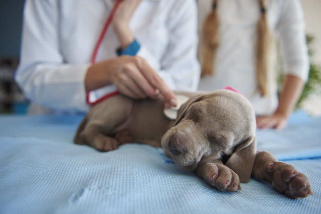 Pet Intensive Care In Gray, GA | Gadd's Animal Doctors