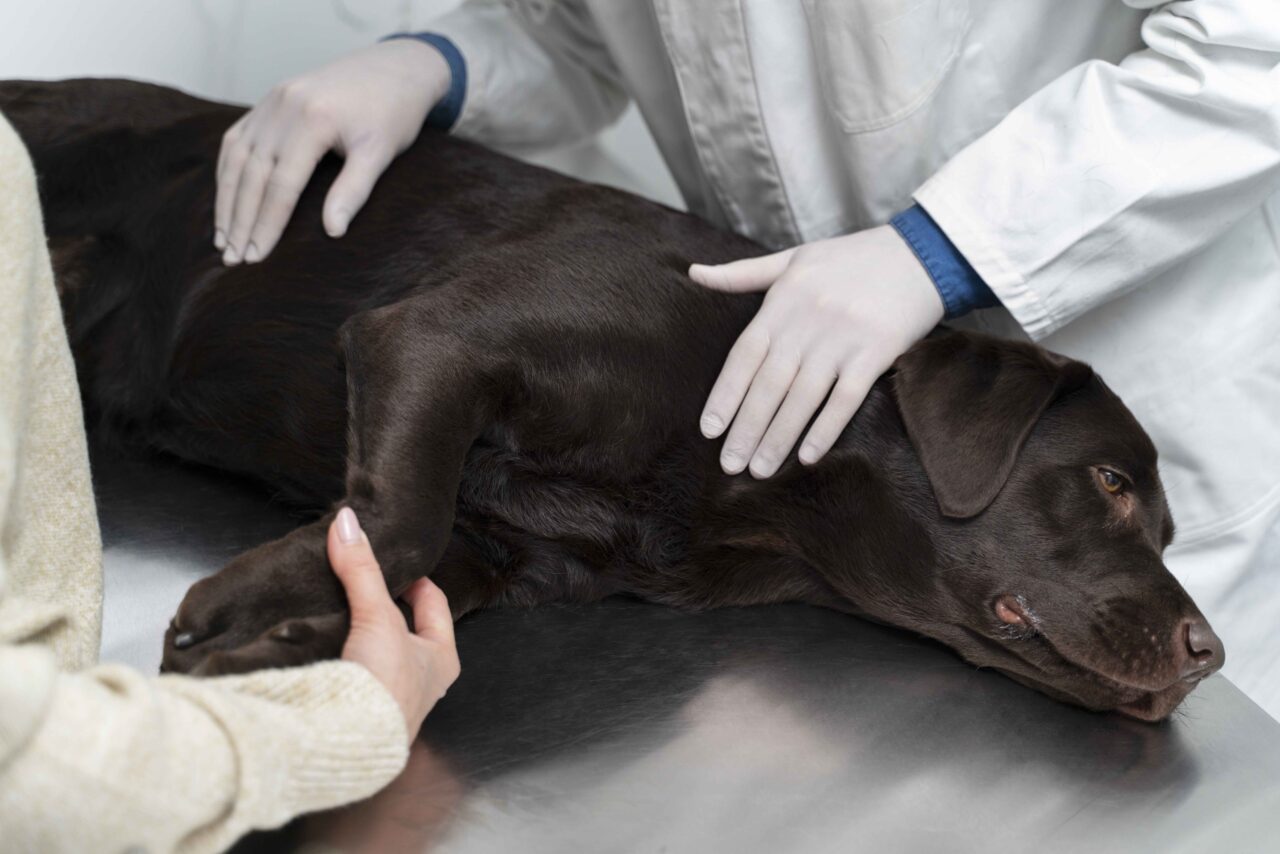 Pet Intensive Care In Gray, GA | Gadd's Animal Doctors